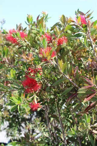 Callistemon citrinus - Devil Mountain Wholesale Nursery