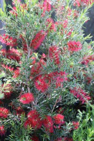 Callistemon viminalis Slim - Devil Mountain Wholesale Nursery