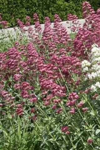 Centranthus ruber (Pink/Red) - Devil Mountain Wholesale Nursery