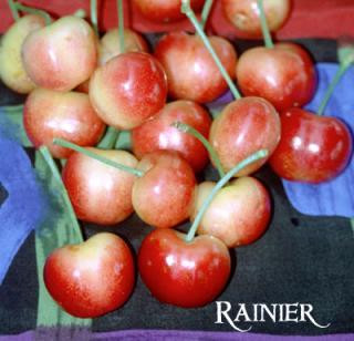 Cherry Sweet 'Rainier' - Devil Mountain Wholesale Nursery