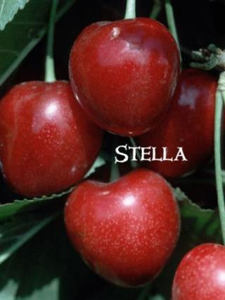 Cherry Sweet 'Stella' - Devil Mountain Wholesale Nursery