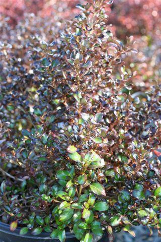 Coprosma 'Karo Red' (Gold/Burgundy) - Devil Mountain Wholesale Nursery