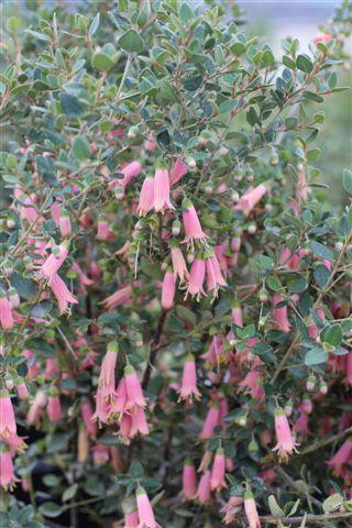 Correa pulchella 'Pink Eyre' - Devil Mountain Wholesale Nursery