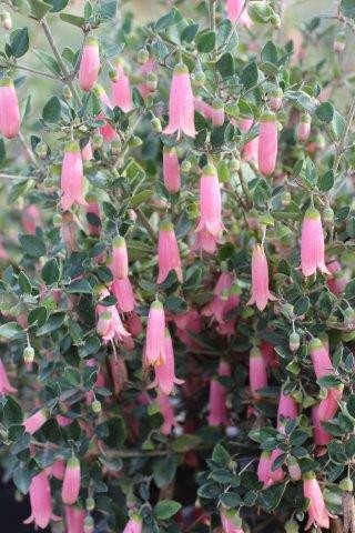 Correa 'Pink Flamingo' - Devil Mountain Wholesale Nursery