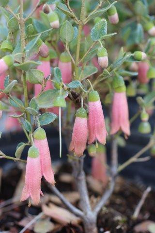 Correa alba var. pannosa 'Western Pink Star' - Devil Mountain Wholesale ...