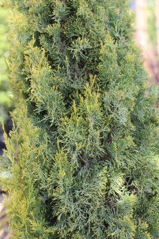 Cupressus sempervirens 'Swane's Golden' - Devil Mountain Wholesale Nursery
