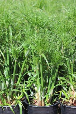 Cyperus papyrus 'Little Tut' - Devil Mountain Wholesale Nursery