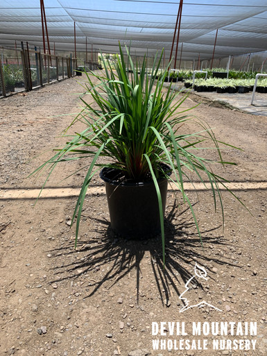 Dianella caerulea King Alfred - Devil Mountain Wholesale Nursery