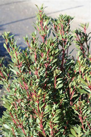 Drimys lanceolata - Devil Mountain Wholesale Nursery