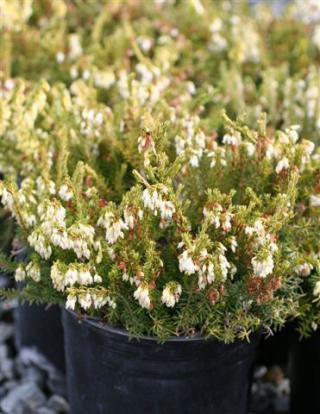 Erica carnea 'Springwood White' - Devil Mountain Wholesale Nursery