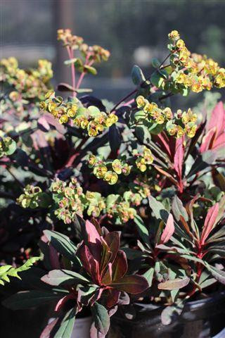Euphorbia amygdaloides 'Ruby Glow' - Devil Mountain Wholesale Nursery