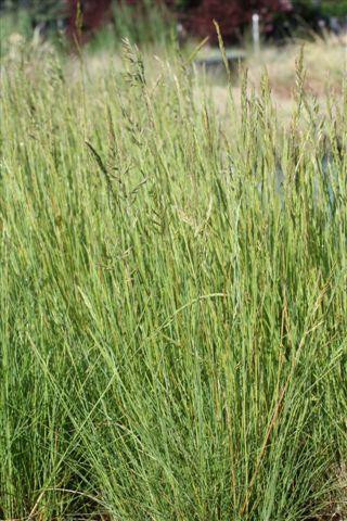 Festuca rubra 'Molate' - Devil Mountain Wholesale Nursery