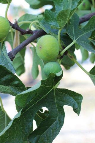 Fig 'Conadria' - Devil Mountain Wholesale Nursery