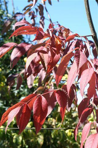Fraxinus americana 'Autumn Purple' - Devil Mountain Wholesale Nursery