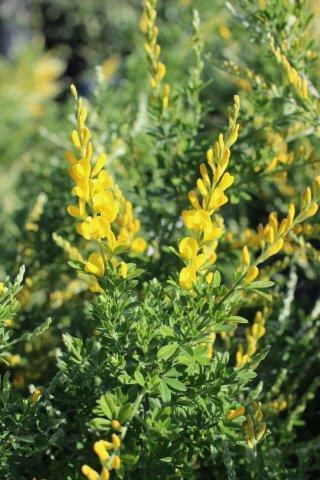 Genista racemosa (Cytisus) - Devil Mountain Wholesale Nursery