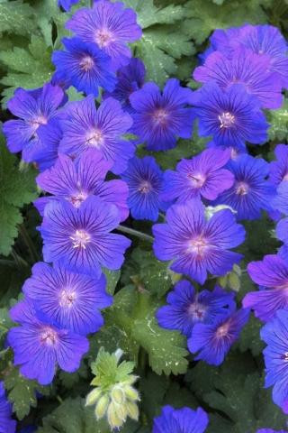 Geranium 'Johnson's Blue' - Devil Mountain Wholesale Nursery