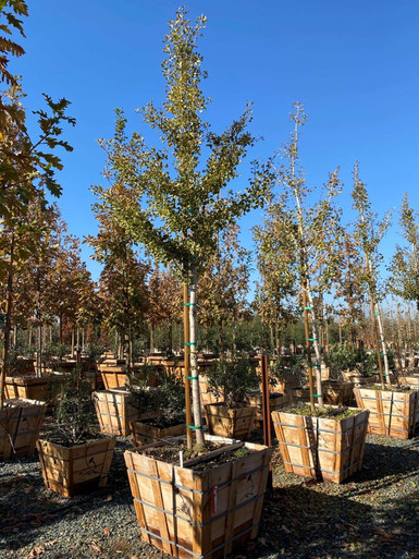 Ginkgo biloba 'Golden Colonnade' - Devil Mountain Wholesale Nursery