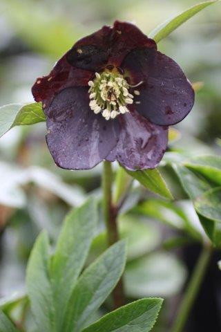 Helleborus 'Blue Lady' - Devil Mountain Wholesale Nursery