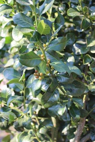 Ilex altaclarensis 'Wilsonii' - Devil Mountain Wholesale Nursery