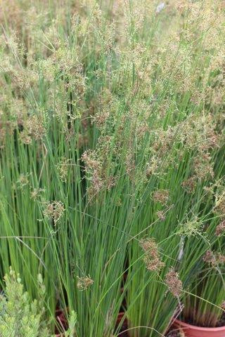 Juncus effusus 'Carman's Japanese' - Devil Mountain Wholesale Nursery