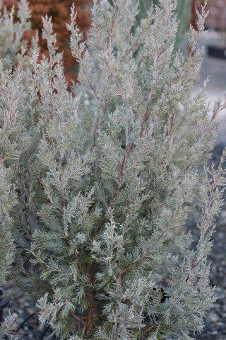 Juniperus scopulorum 'Wichita Blue' - Devil Mountain Wholesale Nursery