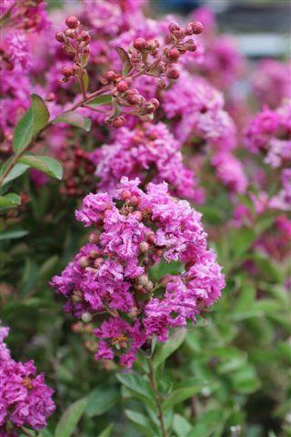 Lagerstroemia Petite Plum - Devil Mountain Wholesale Nursery
