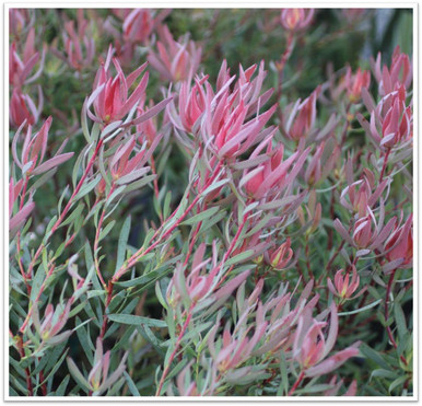 Leucadendron salignum 'Blush' - Devil Mountain Wholesale Nursery