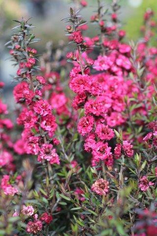 Leptospermum scoparium 'Burgundy Queen' - Devil Mountain Wholesale Nursery