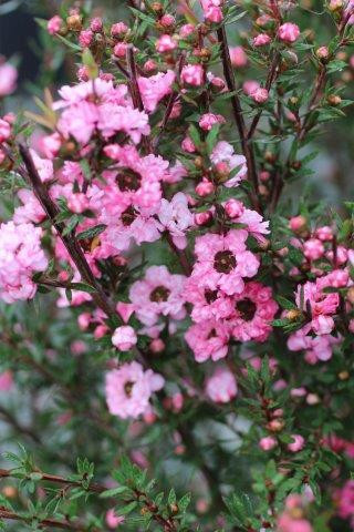 Leptospermum scoparium 'Candy Cane' - Devil Mountain Wholesale Nursery