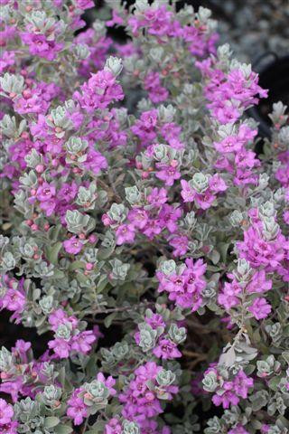 Leucophyllum frutescens 'Compactum' - Devil Mountain Wholesale Nursery