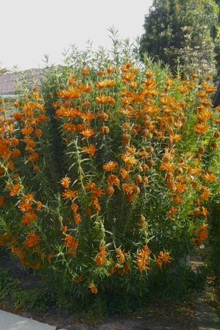 Leonotis leonurus - Devil Mountain Wholesale Nursery
