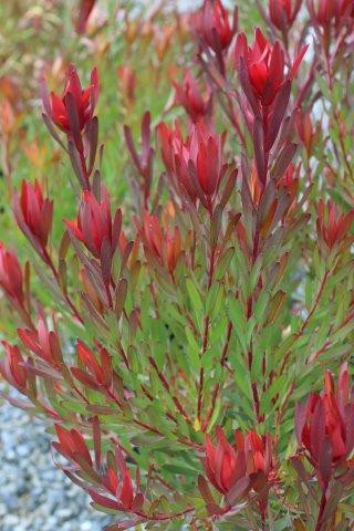 Leucadendron 'Silvan Red' - Devil Mountain Wholesale Nursery