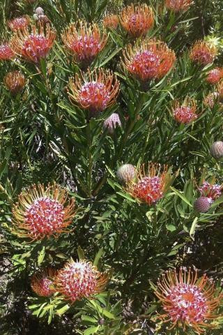 Leucospermum 'Tango' - Devil Mountain Wholesale Nursery