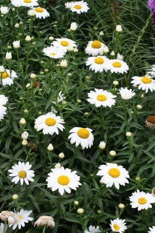Leucanthemum 'Snowcap' - Devil Mountain Wholesale Nursery