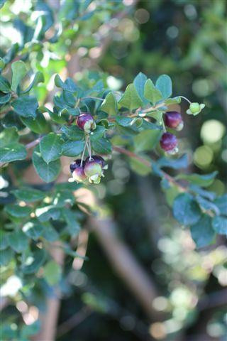Luma apiculata - Devil Mountain Wholesale Nursery