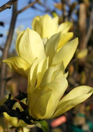 Magnolia 'Butterflies' - Devil Mountain Wholesale Nursery