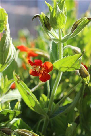 Mimulus cardinalis - Devil Mountain Wholesale Nursery