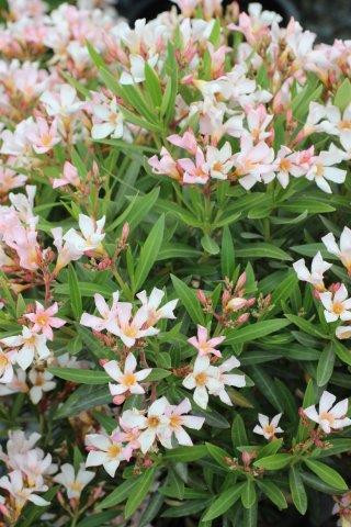 Nerium oleander 'Petite Salmon' - Devil Mountain Wholesale Nursery