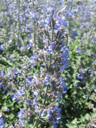 Nepeta 'Kit Kat' - Devil Mountain Wholesale Nursery