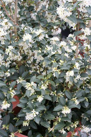 Osmanthus 'Burkwoodii' - Devil Mountain Wholesale Nursery