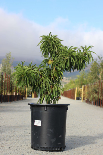 Peach 'Flory' - Devil Mountain Wholesale Nursery
