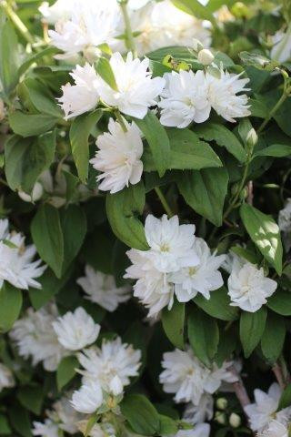 Philadelphus virginalis 'Dwarf Snowflake' - Devil Mountain Wholesale ...