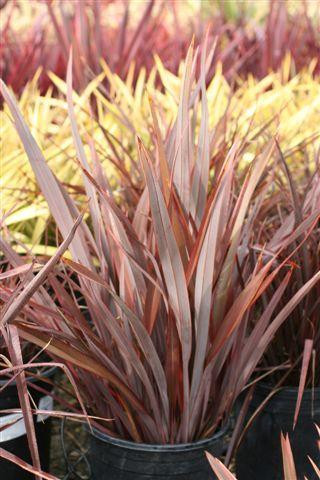 Phormium 'Amazing Red' - Devil Mountain Wholesale Nursery