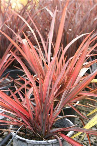 Phormium 'Firebird' - Devil Mountain Wholesale Nursery