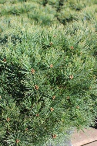 Pinus strobus 'Blue Shag' - Devil Mountain Wholesale Nursery