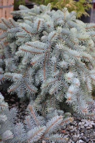 Picea pungens 'Procumbens' - Devil Mountain Wholesale Nursery
