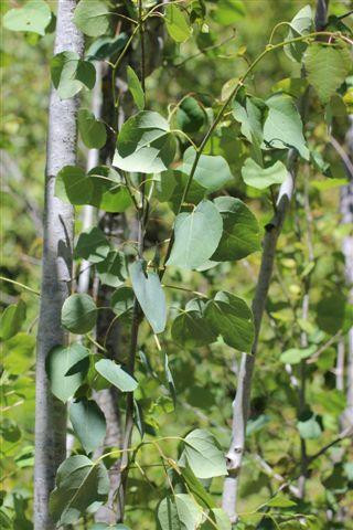 Populus tremuloides - Devil Mountain Wholesale Nursery