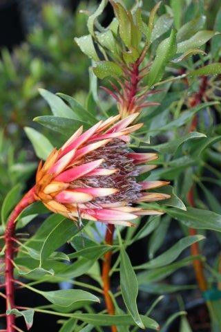Protea cynaroides 'Mini King' - Devil Mountain Wholesale Nursery
