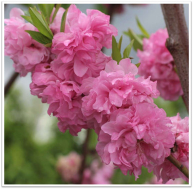 Prunus 'Helen Borchers' - Devil Mountain Wholesale Nursery