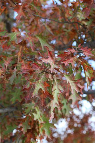Quercus shumardii - Devil Mountain Wholesale Nursery